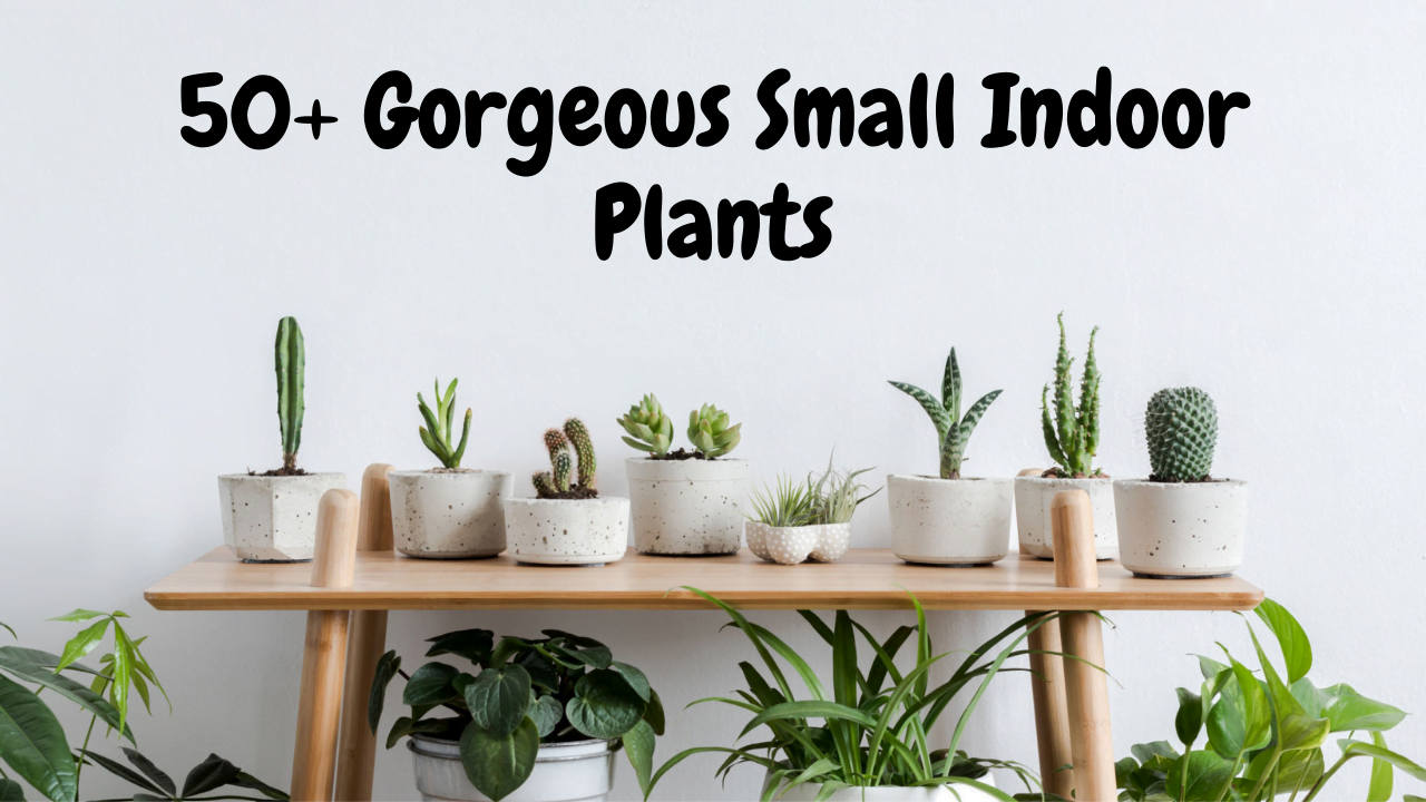 57 Gorgeous Small Indoor Plants For Compact Spaces Abana Homes 57-gorgeous-small-indoor-plants-for-compact-spaces-abana-homes