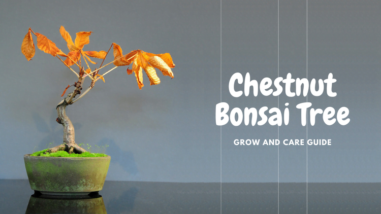 How to Grow and Care for Chestnut Bonsai – Abana Homes