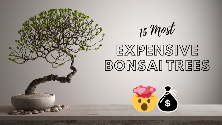 15 Most Expensive Bonsai Trees in the World [Updated 2025] – Abana Homes