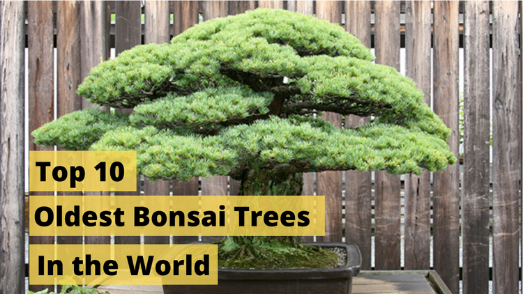 10 Oldest Bonsai Trees in the World – Abana Homes