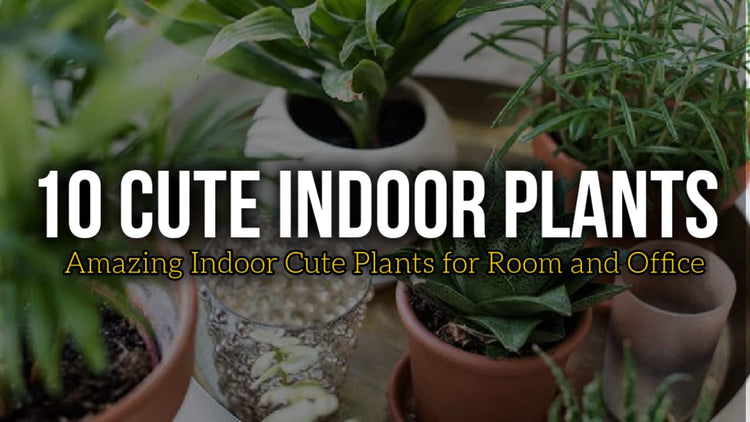 10 Cute Indoor Plants for Room and Office – Abana Homes