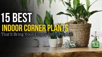 15 Amazing Indoor Corner Plants for Every Corner of Your Home – Abana Homes