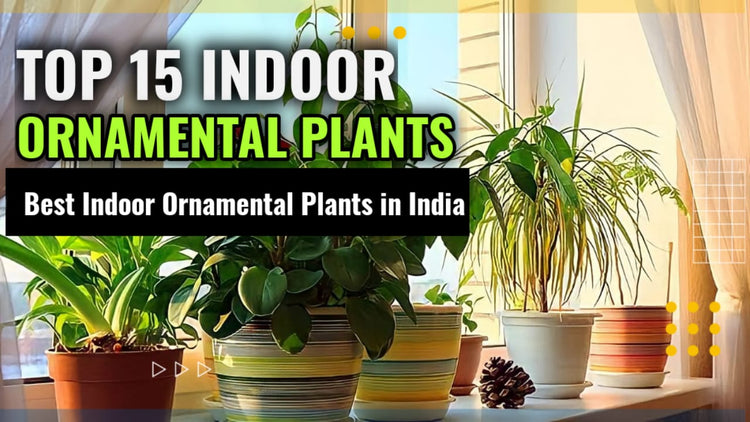 10+ Indoor Ornamental Plants That Will Add Color and Life to Your Home ...