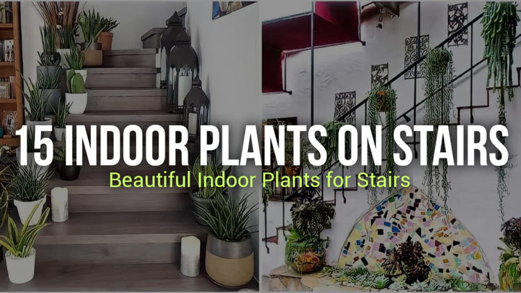 15 Indoor Plants on Stairs | Best Indoor Plants for Stairs – Abana Homes