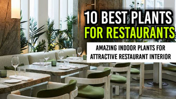 10 Best Plants for Restaurants That Will Enhance Your Restaurant's Atm ...