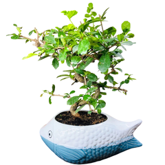 40+ Best Indoor Plants in India – Abana Homes