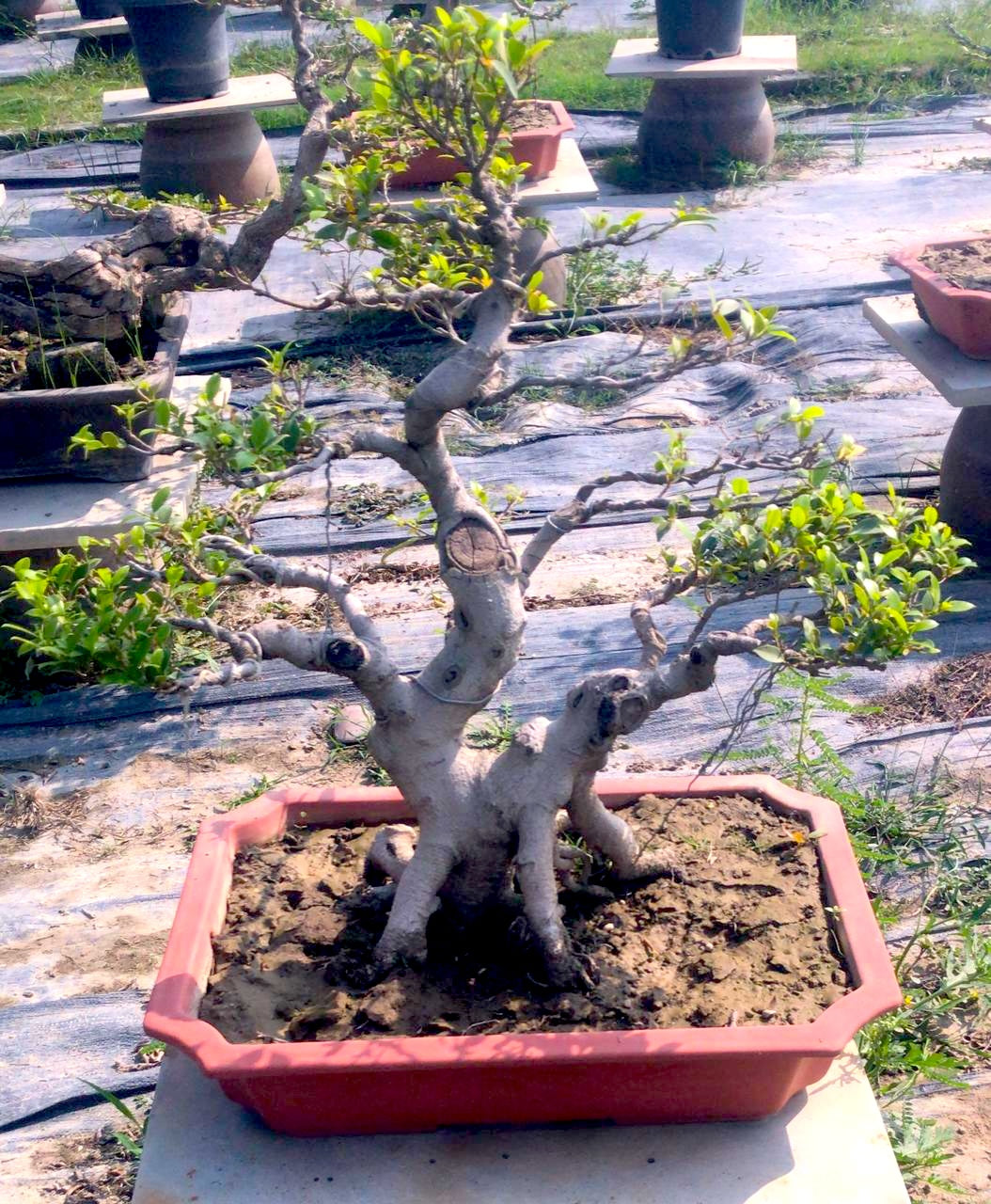 Buy Auspicious Ficus Bonsai Tree 20 Years 105cm / 3 Feet – Abana Homes