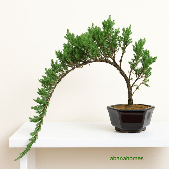 Juniper Bonsai - Cascading Style - 4 Yrs - Outdoor Beauty – Abana Homes