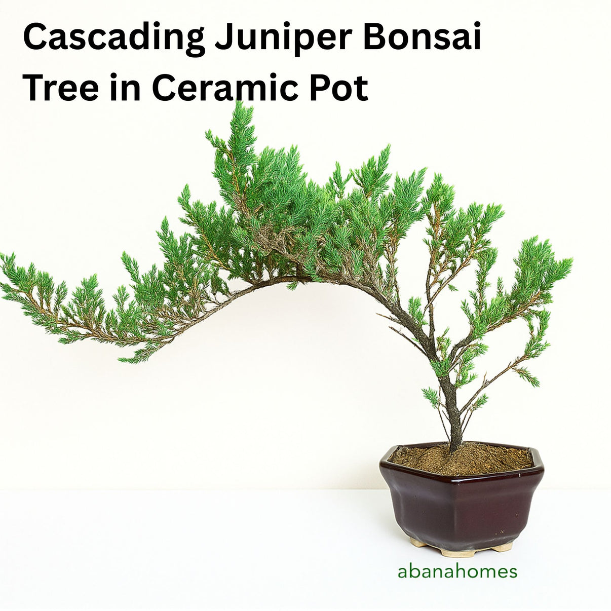Juniper Bonsai - Cascading Style - 4 Yrs - Outdoor Beauty – Abana Homes