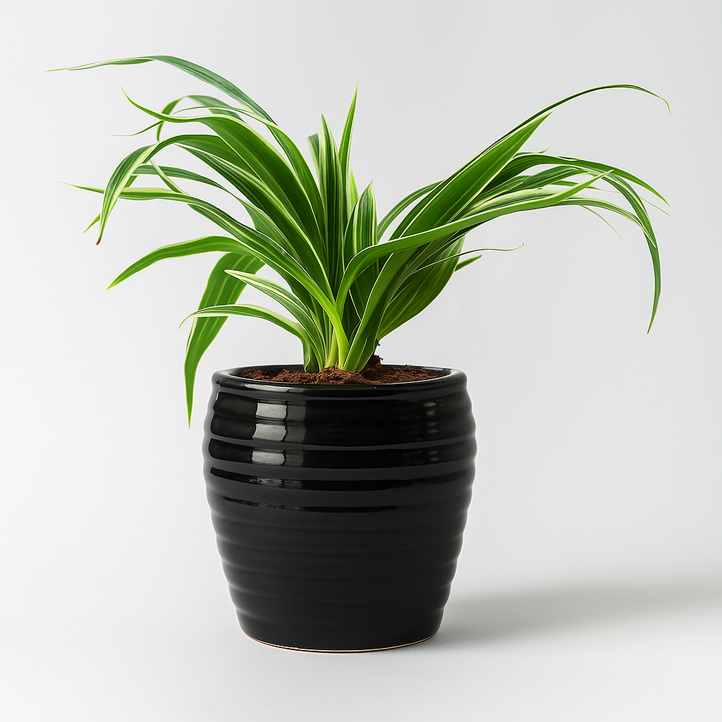 Buy Flowering Spider Plant in Ceramic Pots - Abana Homes