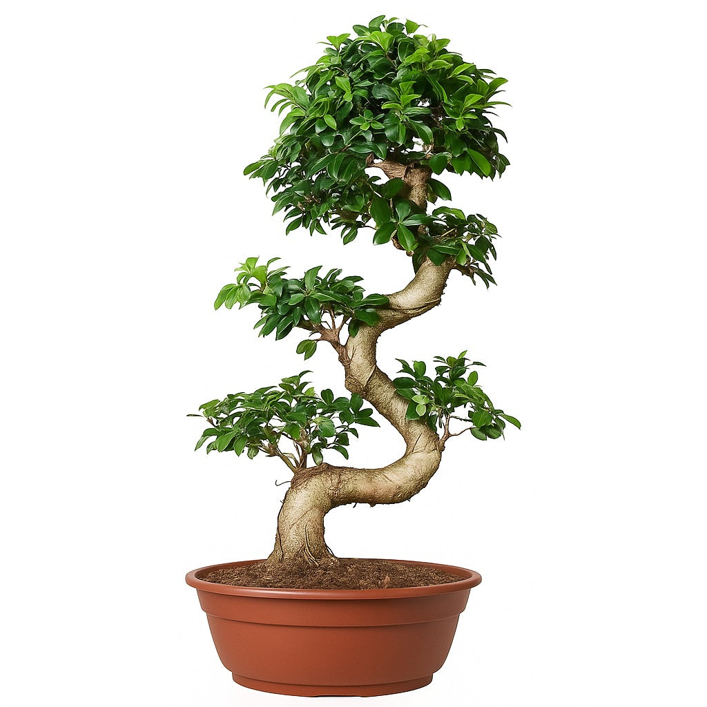 Ficus Bonsai Tree Big Bonsai 15 Years 70 cm - Indoor Bonsai Tree ...